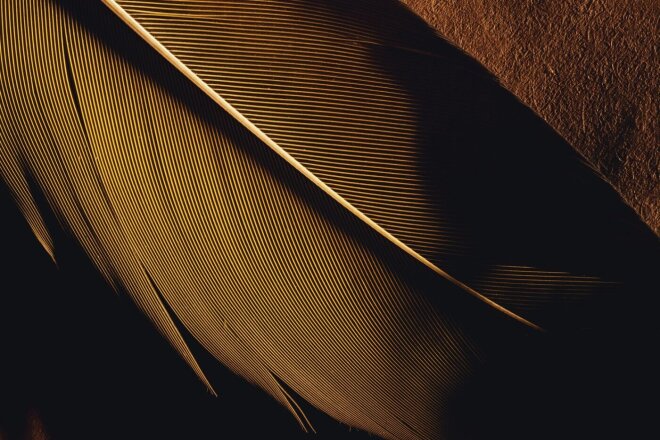 Feathered Comfort: USA to Lead North American Down and Feather Market ...