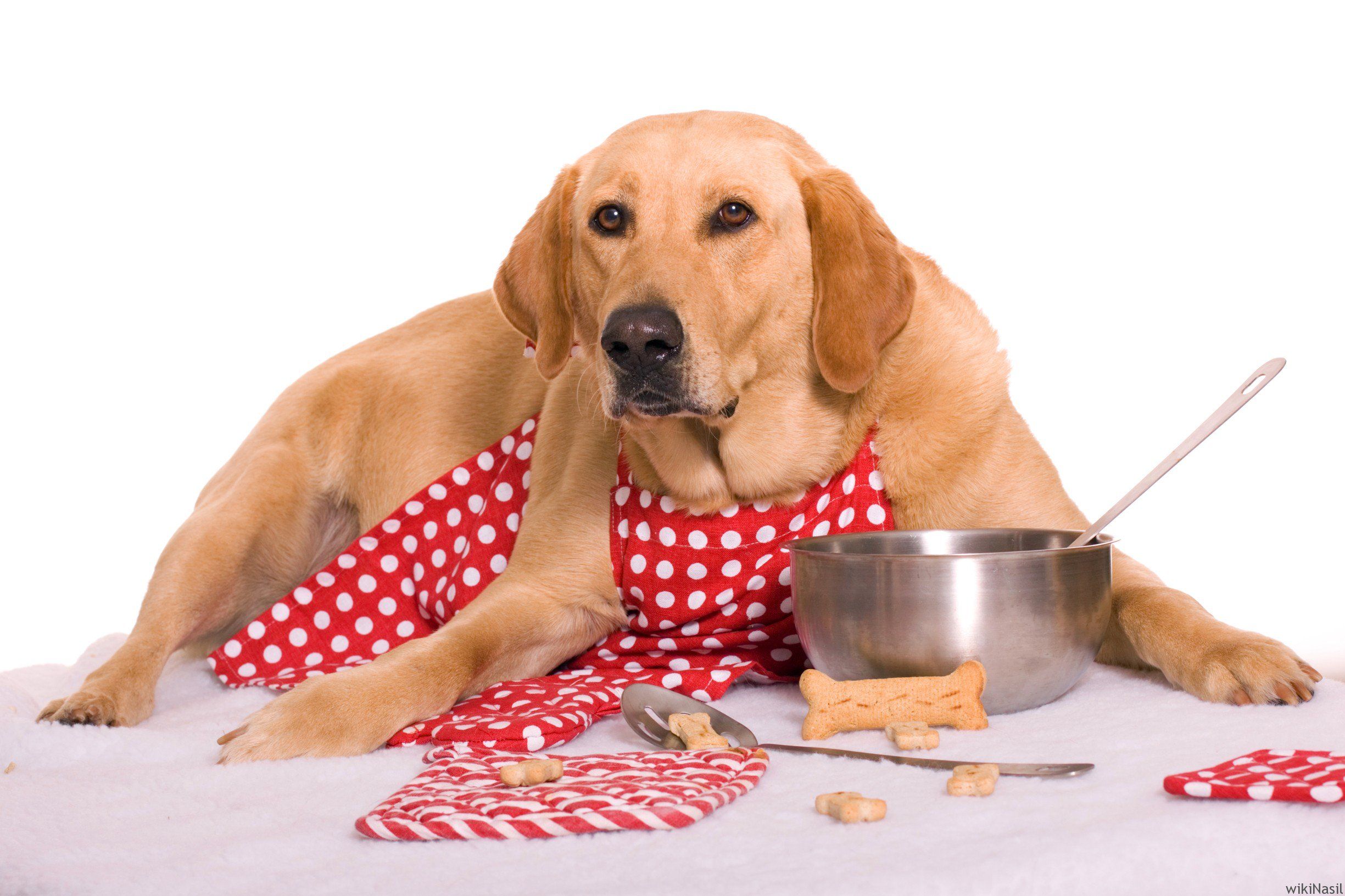 Dog Food Toppers Market to Display Impressive Growth of 8.7% by the end ...