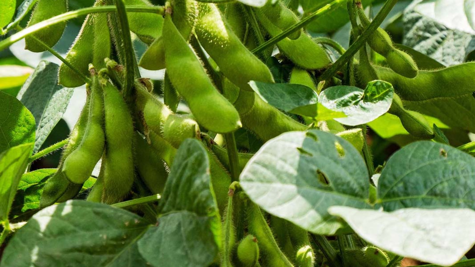 Glycine Soja (Soybean) Seed Extract Market Growth Factors ...