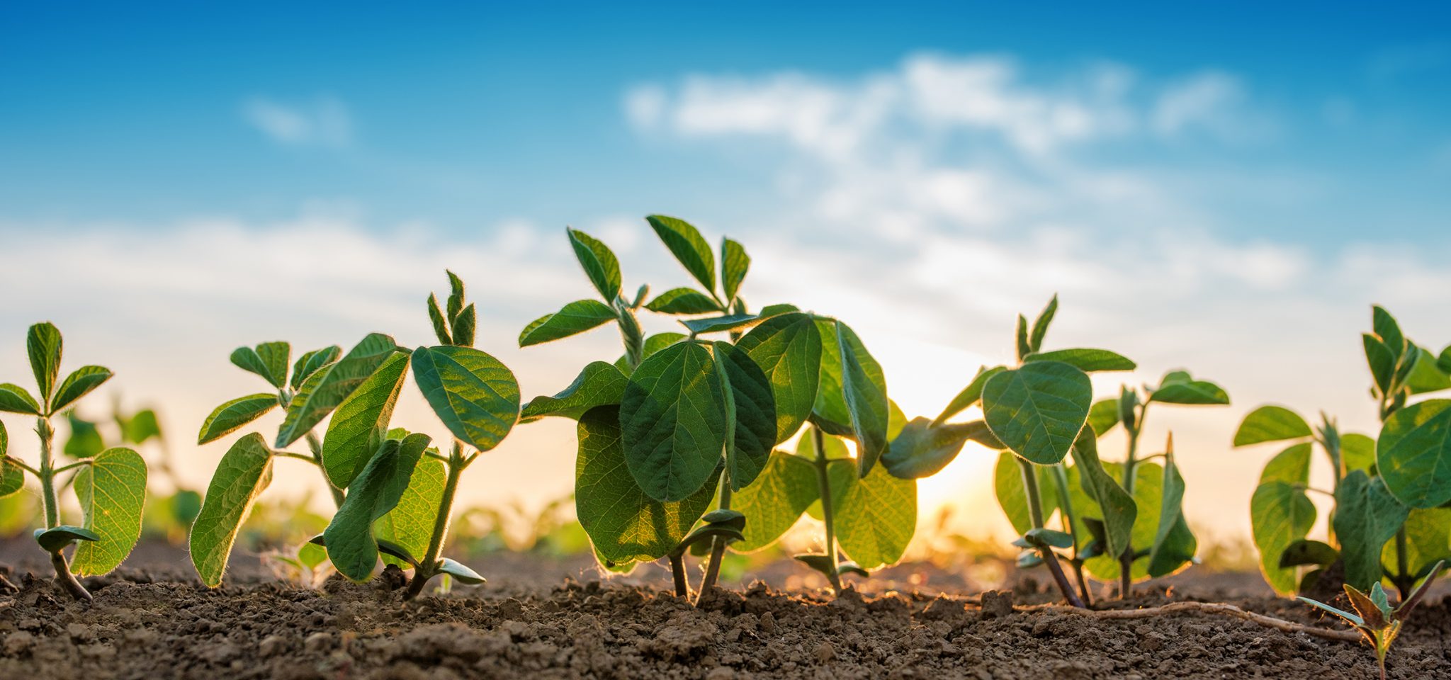 Revolutionizing Agriculture: Unveiling the Future of Post-Harvest ...