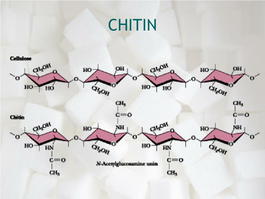 Chitin Market Soars: Projected to Reach US$ 5,746.2 million by 2033 as ...