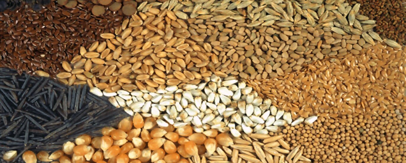 Exploring the Lucrative Forage Seeds Market Worth US$ 30,996.9 million ...