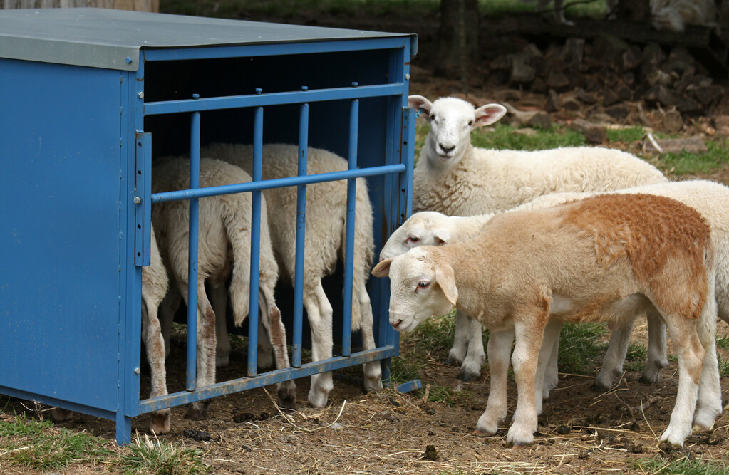 Revolutionizing Goat Farming: Goat Creep Feeder Market Poised for ...