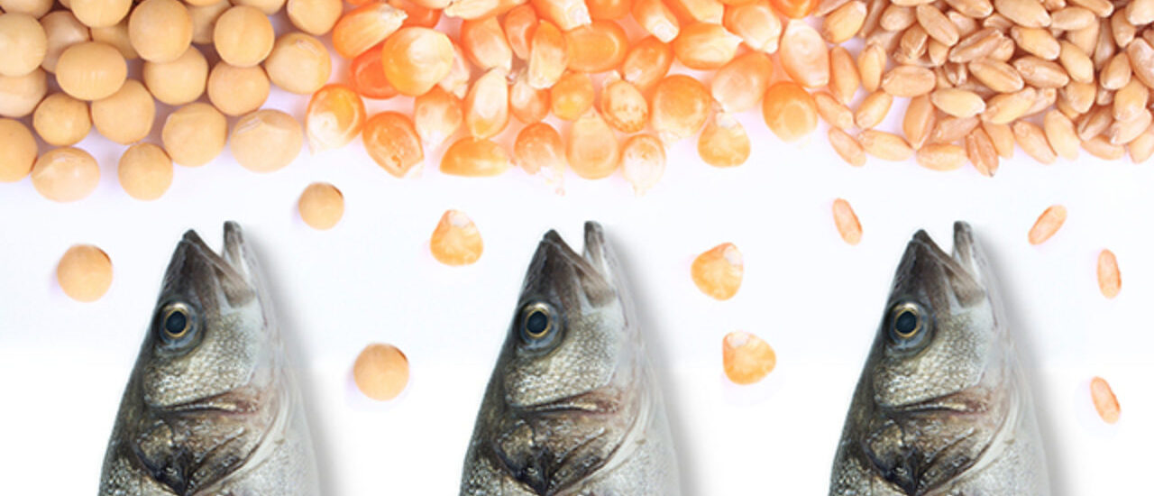 Plant-based Fish Feed Market Expected to Grow at 6% CAGR Through 2032 ...