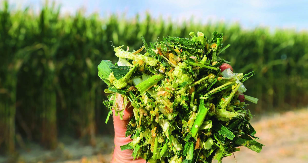 Corn Silage: Revolutionizing Agriculture with Nutrient-Rich and Cost ...
