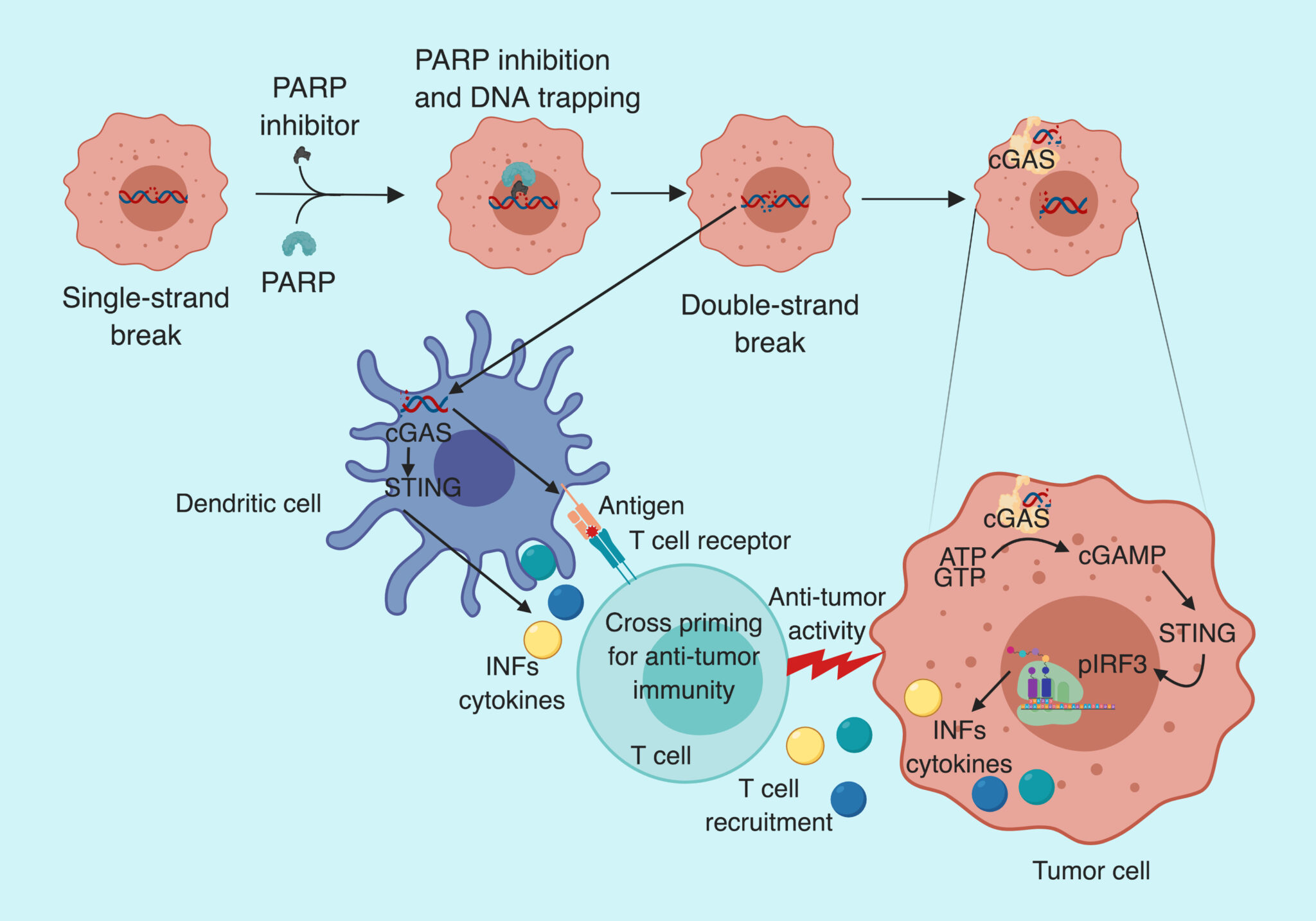 Global PARP Inhibitors Market to surge significantly, projecting a ...