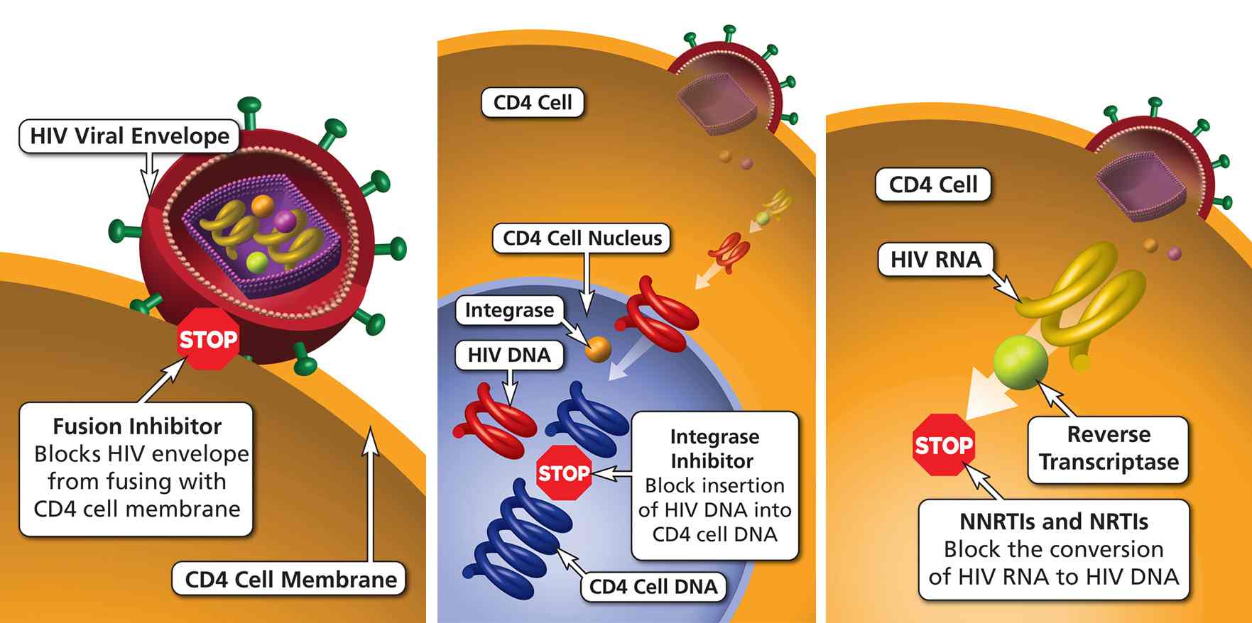 Global Reverse Transcriptase Enzymes Market will achieve a valuation of ...
