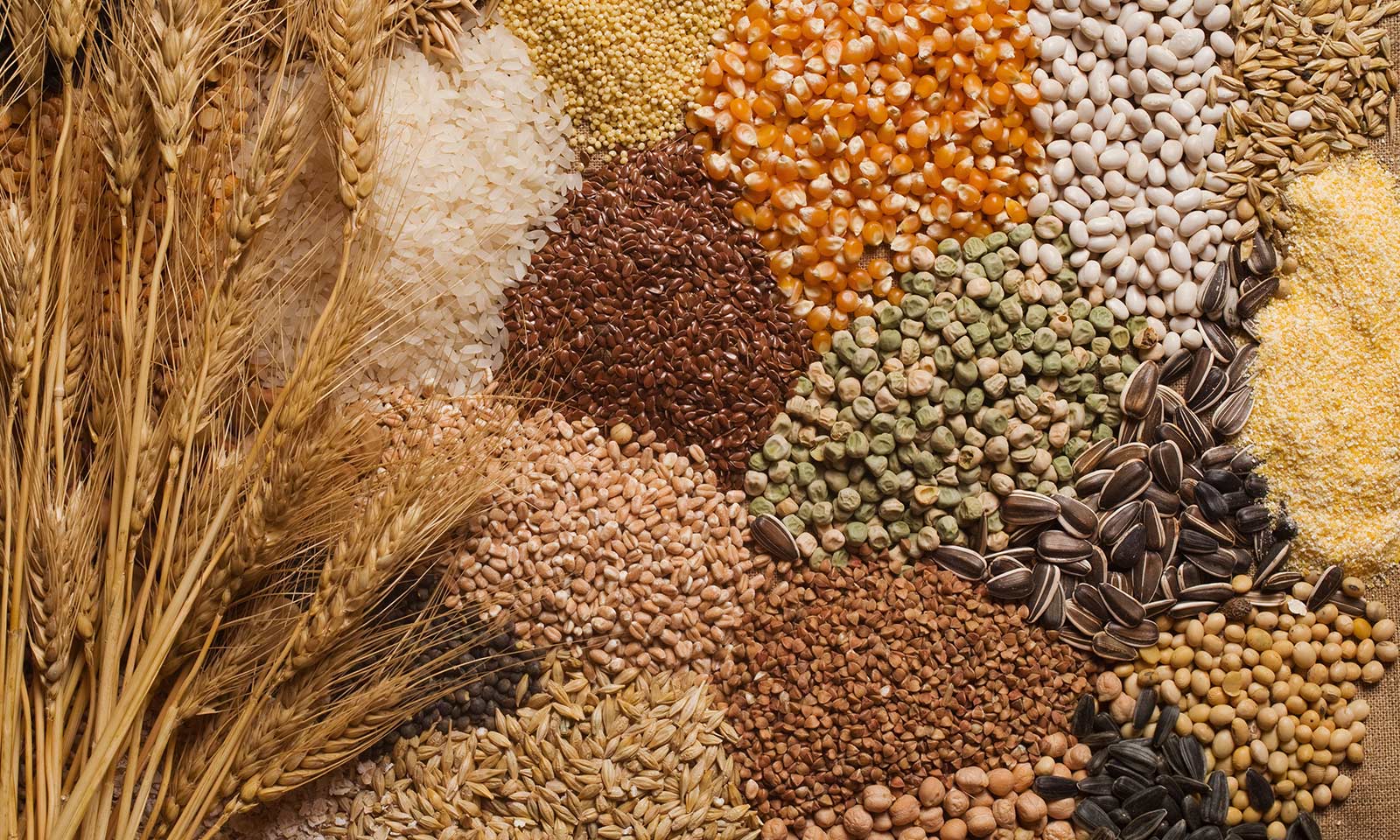 Feed Grain Market to Hit USD 70 Billion by 2034, Driven by Rising ...
