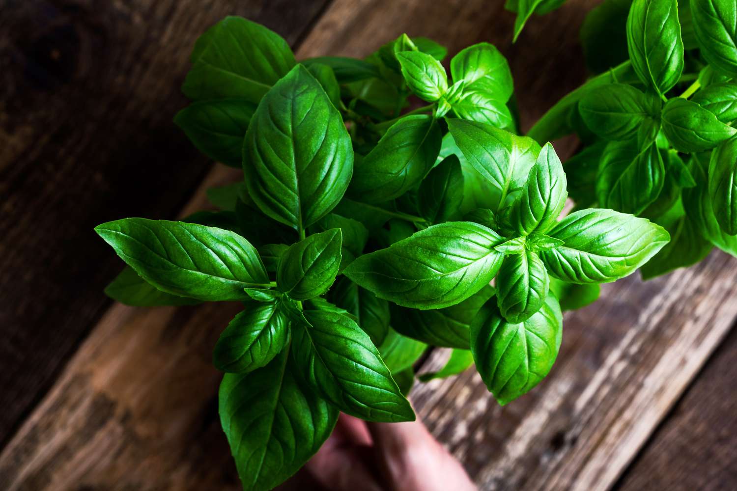 Basil Leaves Market to Grow to USD 2.26 Billion by 2033 with a 4.1% ...