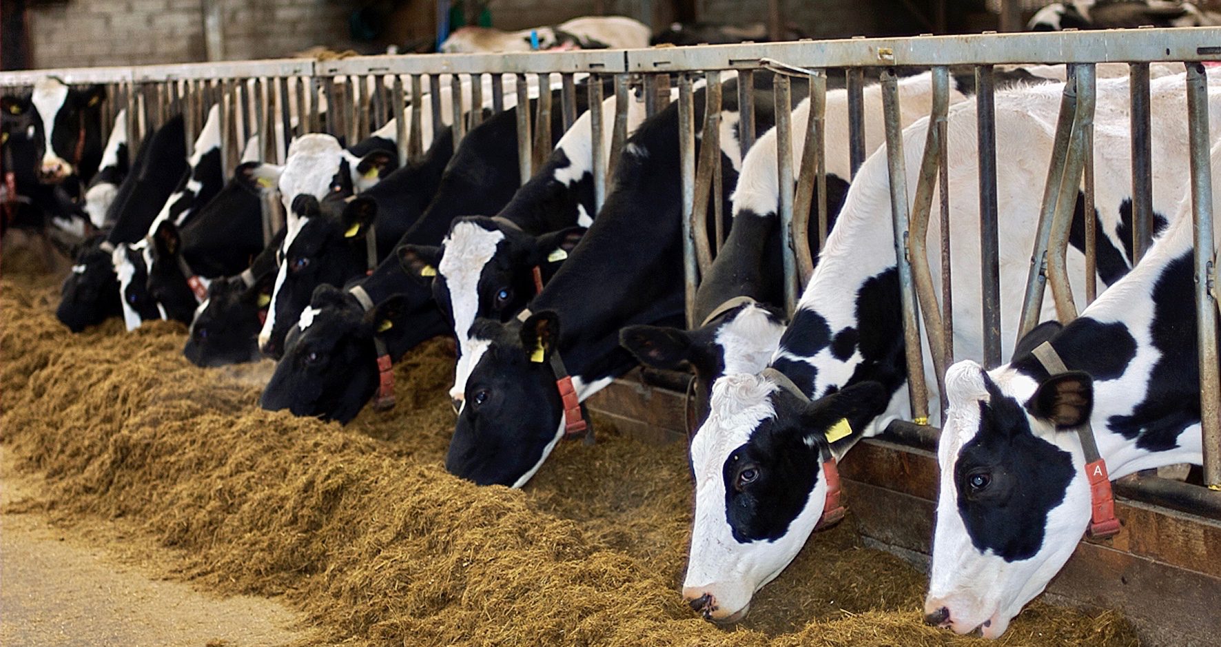 Global Cattle Feed Market foresees a Consistent Growth Path ...