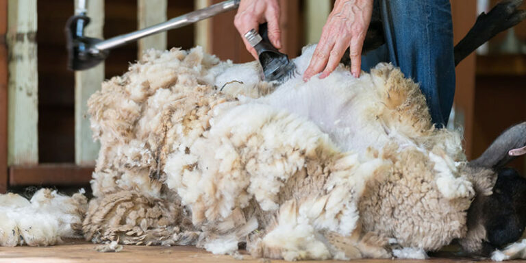 Sheep Shearing Equipment Market Set for 3.2% CAGR Growth, Projected to ...