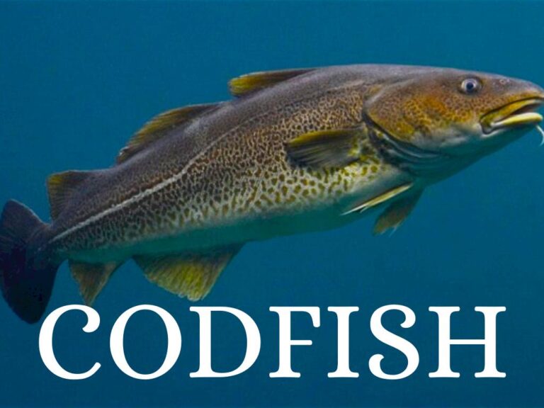 US Cod Fish Market Size Set to Surpass USD 3,241.4 Million by 2033 ...