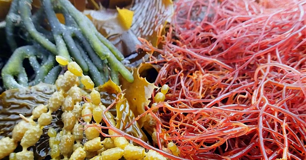 Commercial Seaweed Market: Expanding Horizons in Food, Agriculture, and ...