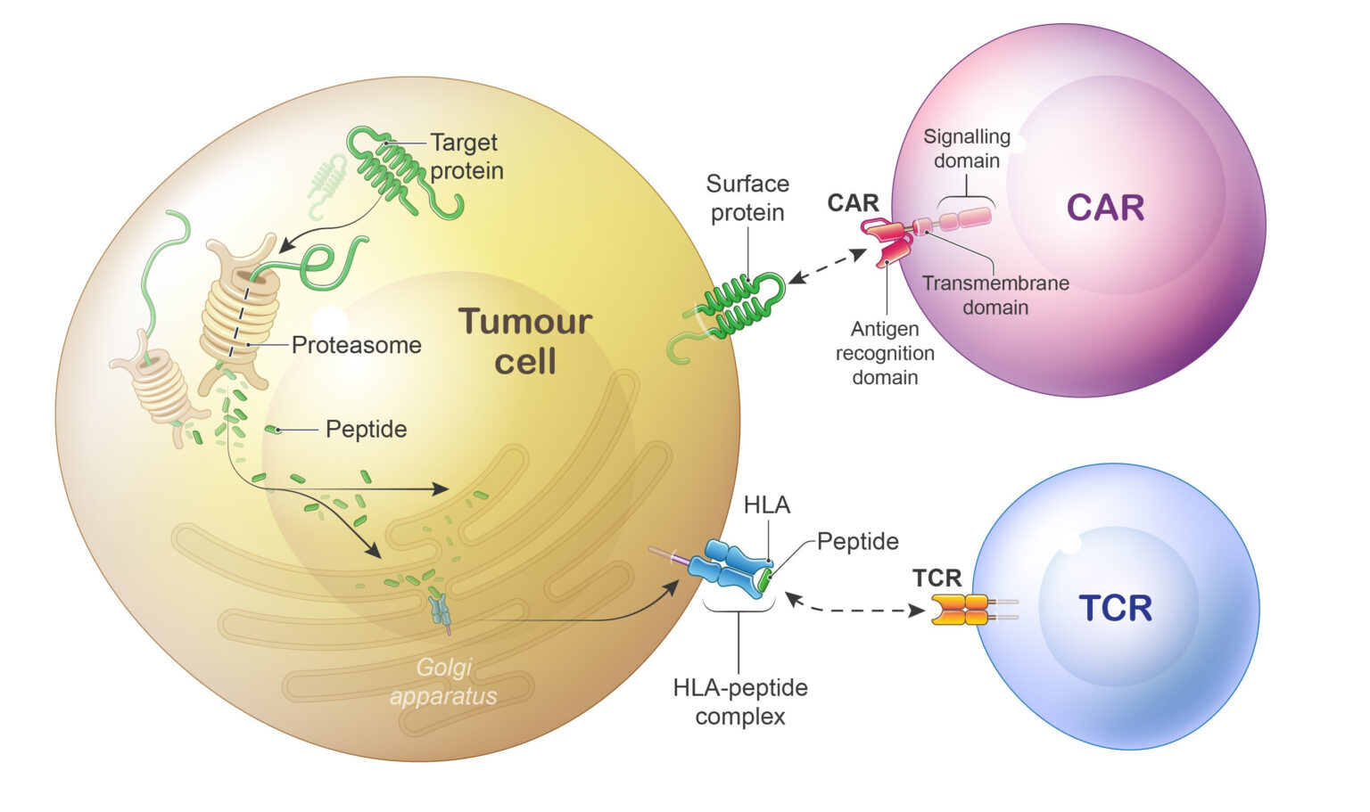 Global Allogeneic T-cell Therapies Market Poised for Significant Growth ...