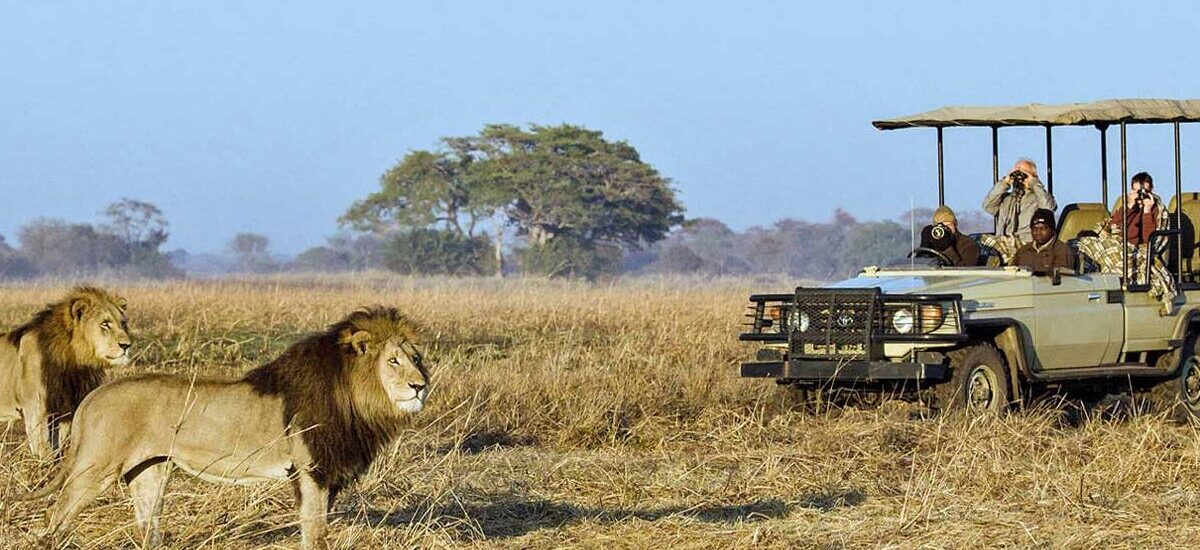 Safari Tourism in Africa Poised for Strong Growth, Driven by Rising ...